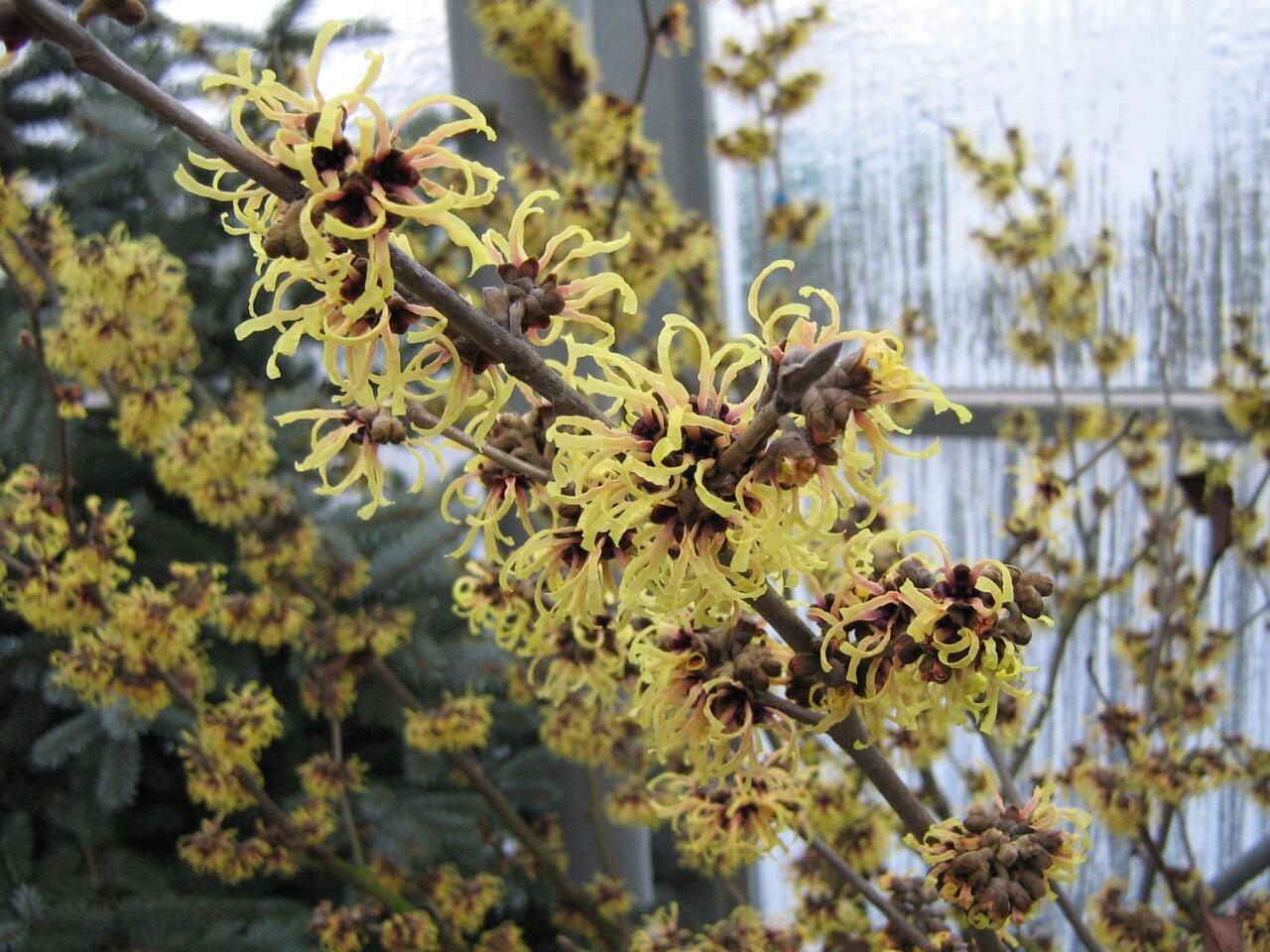 Vilín prostřední 'Primavera' - Hamamelis intermedia 'Primavera ...