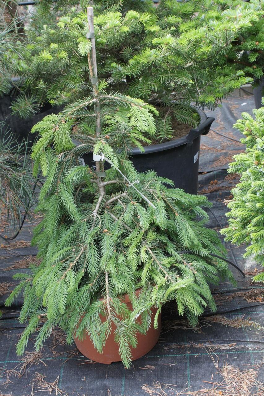 Smrk ztepilý 'Formanek' - Picea abies 'Formanek' | Zahradnictví FLOS