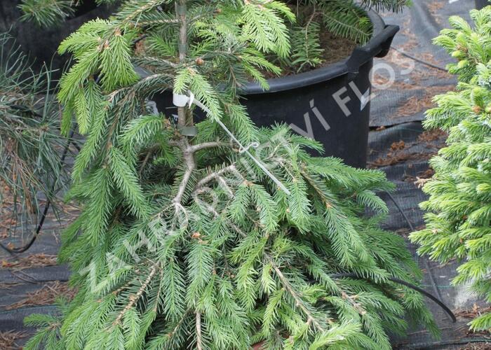Smrk ztepilý 'Formanek' - Picea abies 'Formanek' | Zahradnictví FLOS