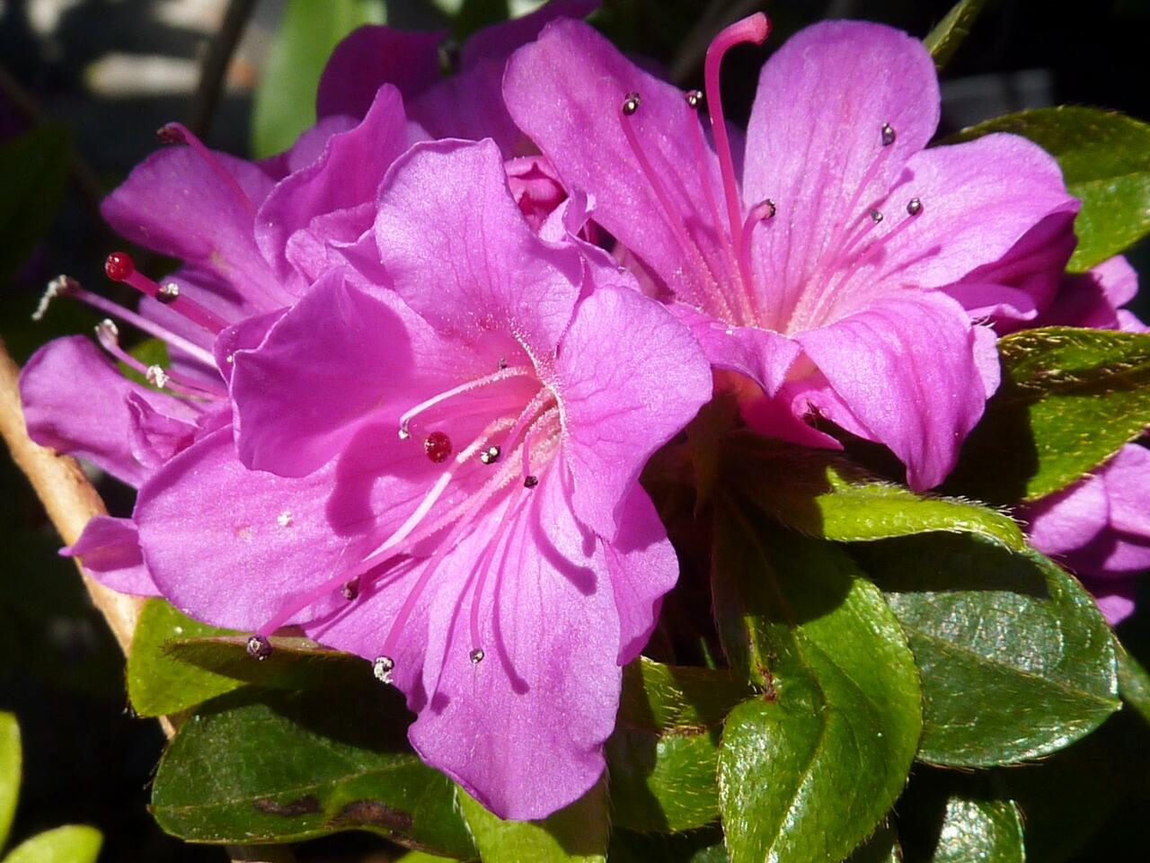 Azalka japonská 'Geisha Purple' - Azalea japonica 'Geisha Purple ...