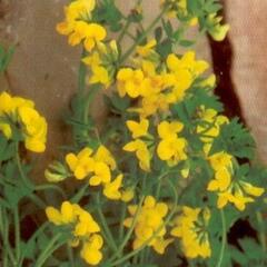 Štírovník růžkatý - Lotus corniculatus | Zahradnictví FLOS