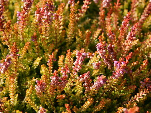 Vřes obecný 'Boskoop' - Calluna vulgaris 'Boskoop' | Zahradnictví FLOS