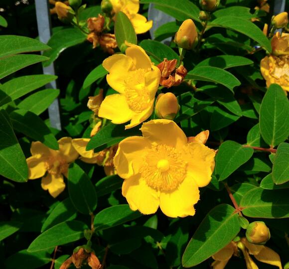 Žlutě kvetoucí rostliny | Zahradnictví FLOS