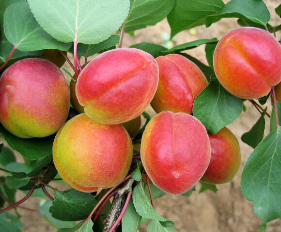 Mrazuvzdorné meruňky | Zahradnictví FLOS