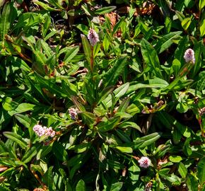 Rdesno hlavaté 'Caramel Candy' - Polygonum capitatum 'Caramel Candy ...