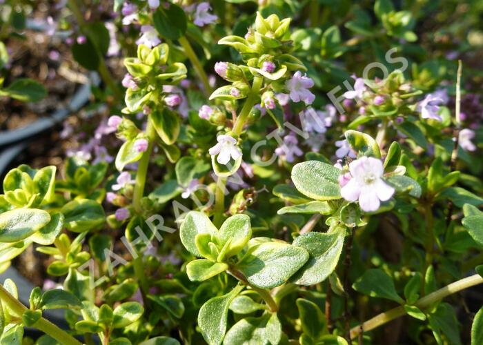 Mateřídouška 'Doone Valley' - Thymus x citriodorus 'Doone Valley ...