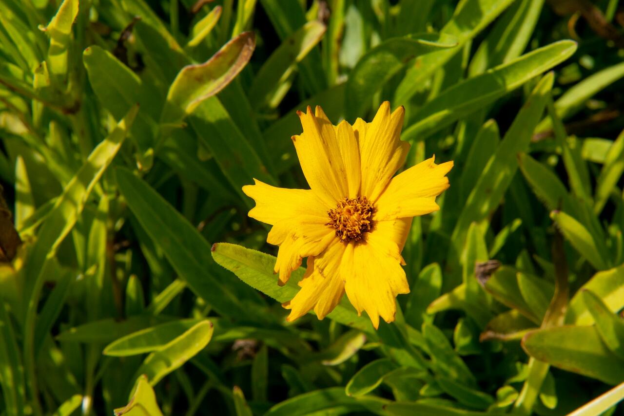 Krásnoočko velkokvěté 'Sunray' - Coreopsis grandiflora 'Sunray ...
