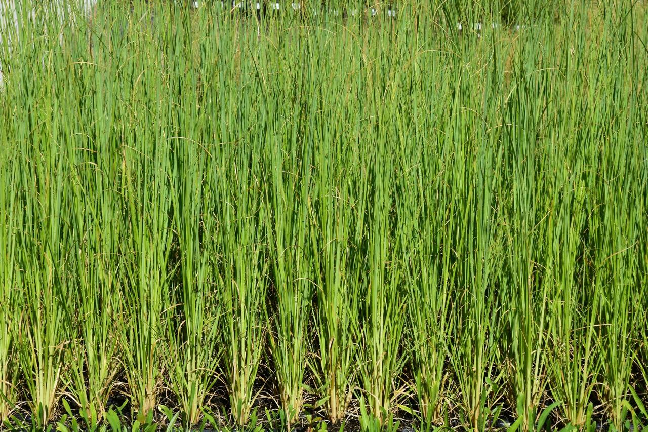 Pampová tráva 'White Feather' - Cortaderia selloana 'White Feather ...