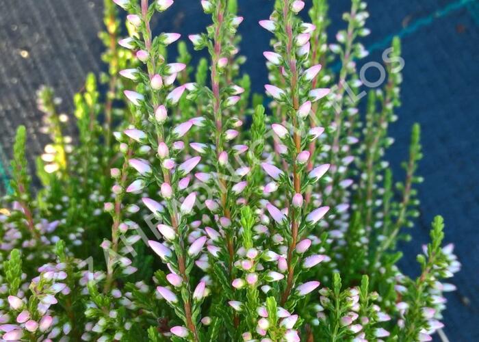 Vřes obecný 'Pink Alicia' (Garden girls®) - Calluna vulgaris 'Pink ...