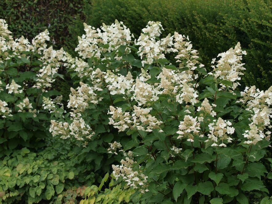 Hortensie White Lady
