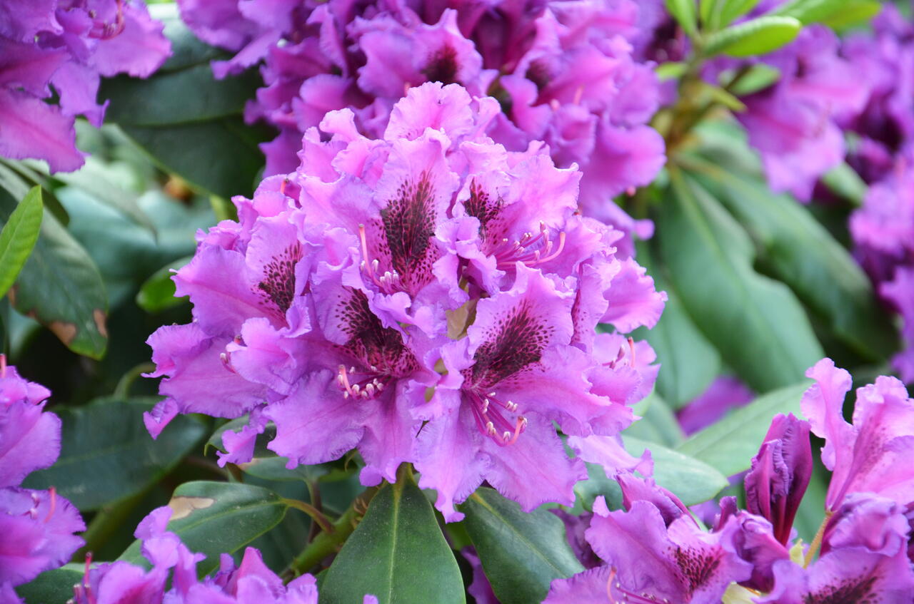 Pěnišník 'Blue Peter' - Rhododendron (T) 'Blue Peter' | Zahradnictví FLOS