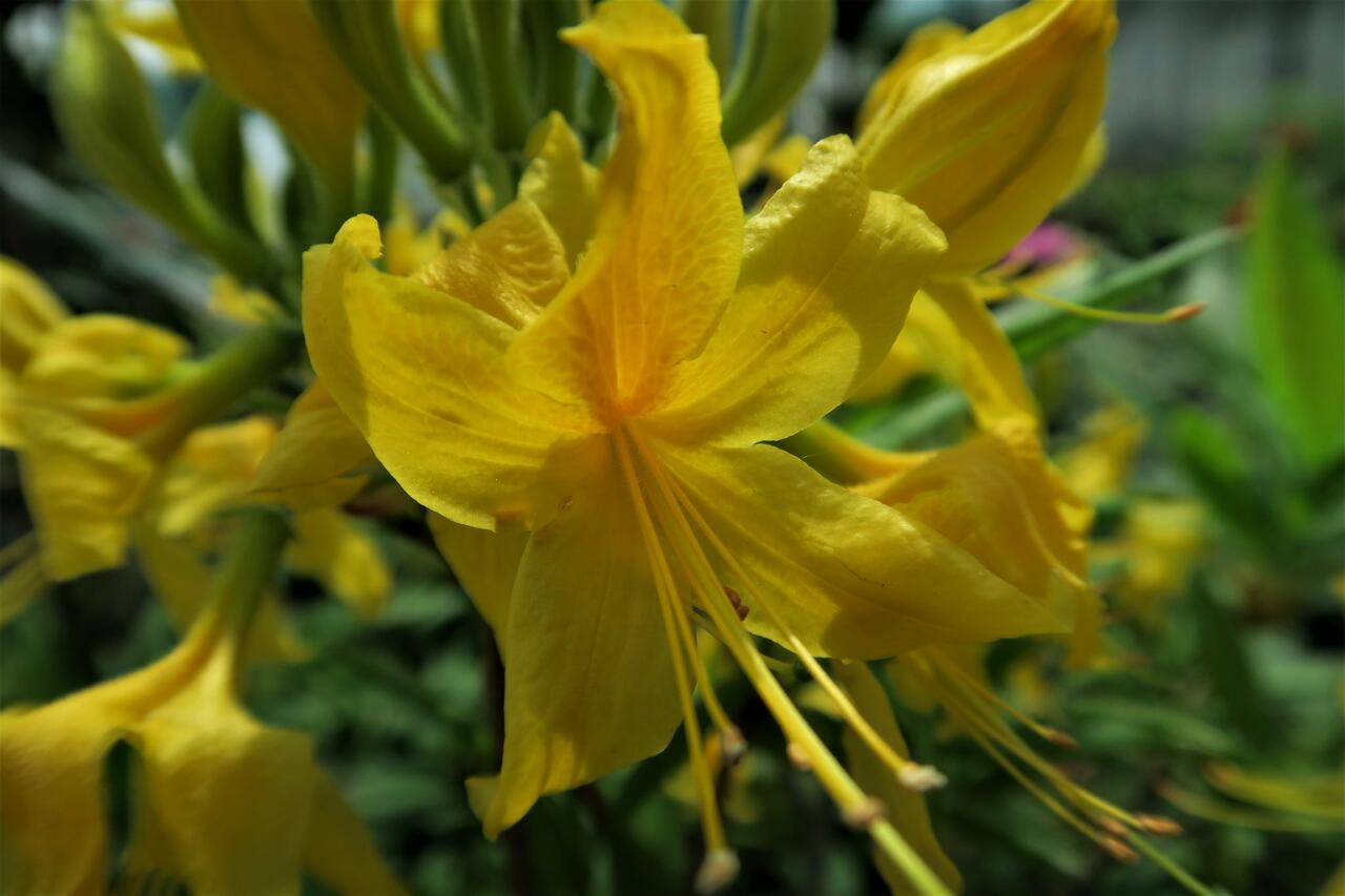 Azalka dřevitá - Azalea luteum | Zahradnictví FLOS