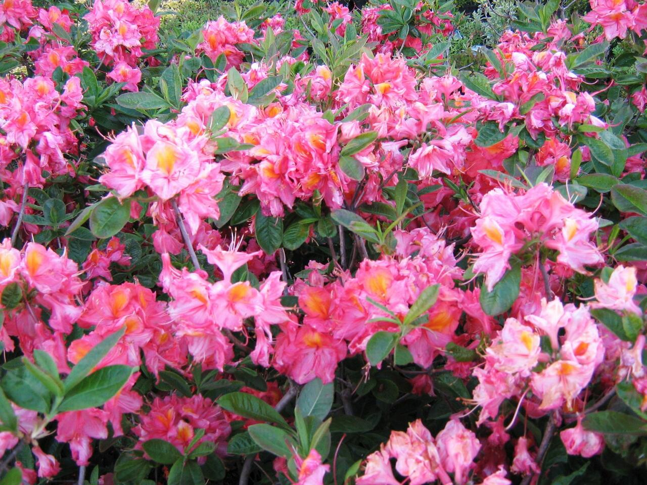 Azalka 'Berryrose' - Azalea (KH) 'Berryrose' | Zahradnictví FLOS