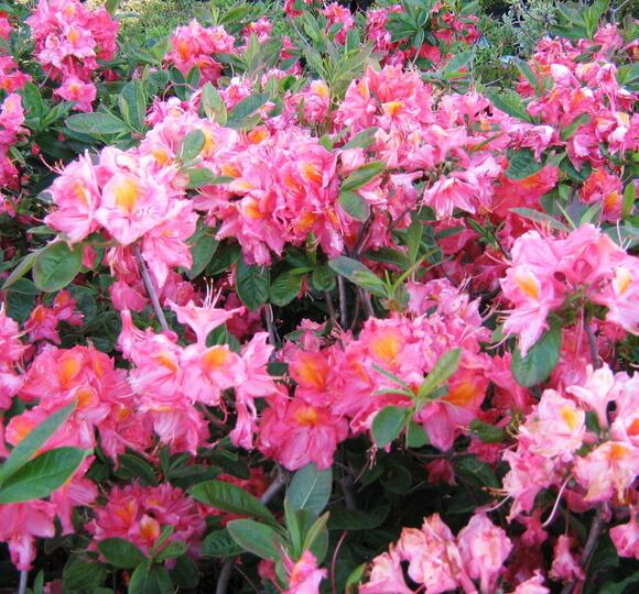 Sazenice azalky - azalea | Zahradnictví FLOS