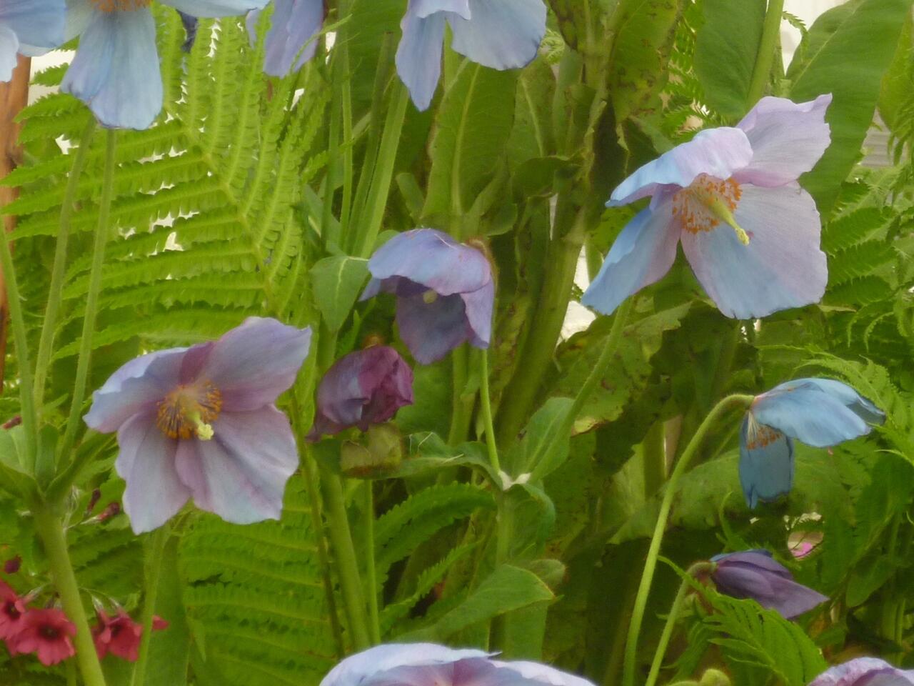 Mákovník - Meconopsis betonicifolia | Zahradnictví FLOS