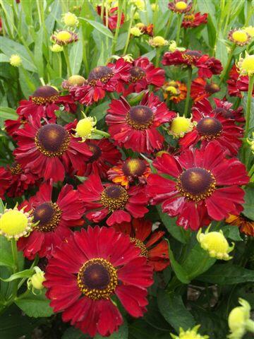 Záplevák podzimní 'UFO Hot Lava' - Helenium 'UFO Hot Lava ...