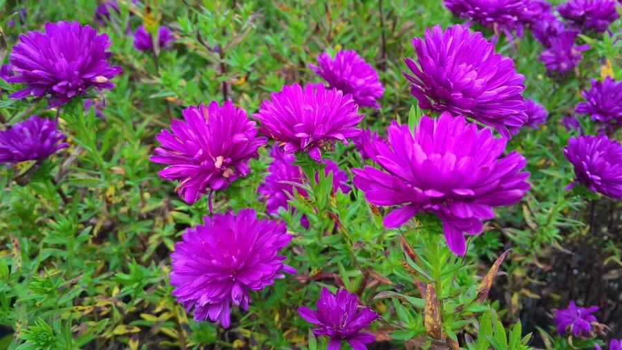 Hvězdnice novobelgická 'Henry Pink' - Aster novi-belgii 'Henry Pink ...