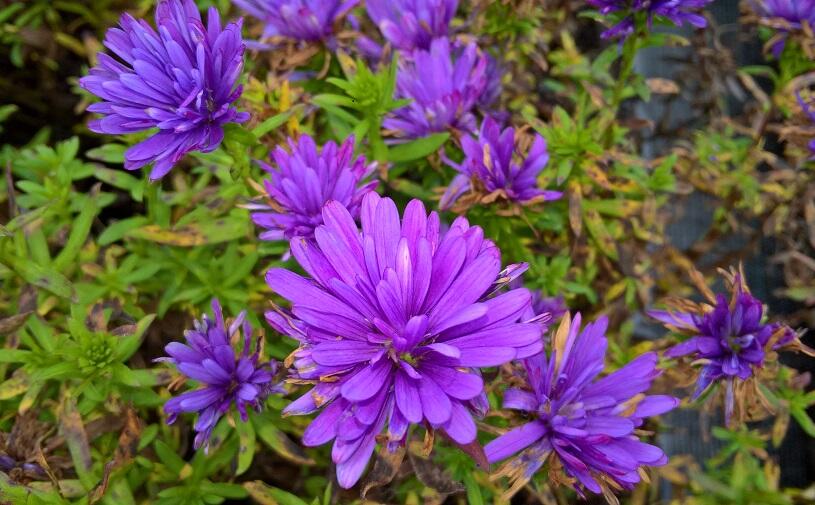 Hvězdnice novobelgická 'Henry Blue' - Aster novi-belgii 'Henry Blue ...