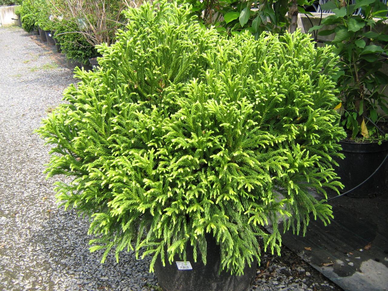 Cryptomeria Japonica Globosa Nana