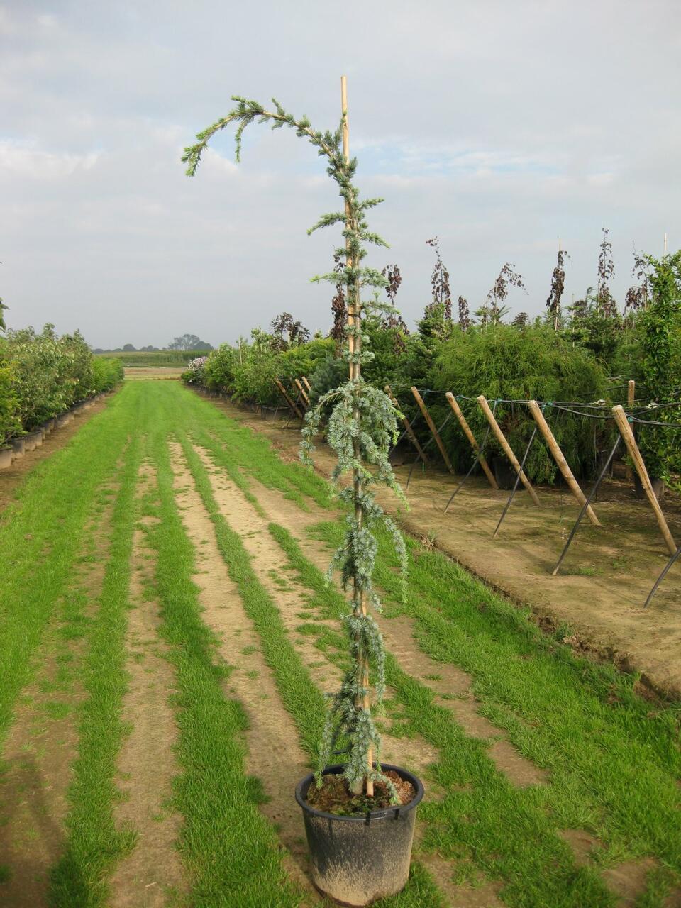 Cedr libanonský 'Glauca Pendula' - Cedrus libani 'Glauca Pendula ...