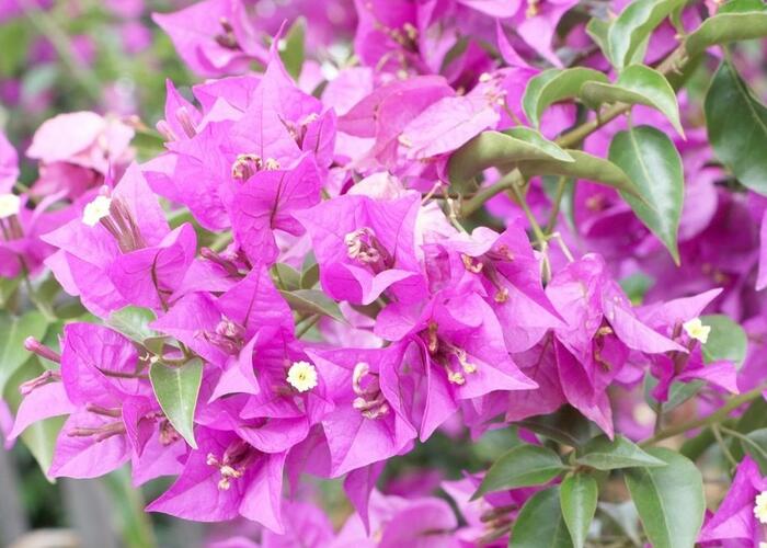 Bugenvilea lysá - Bougainvillea glabra | Zahradnictví FLOS