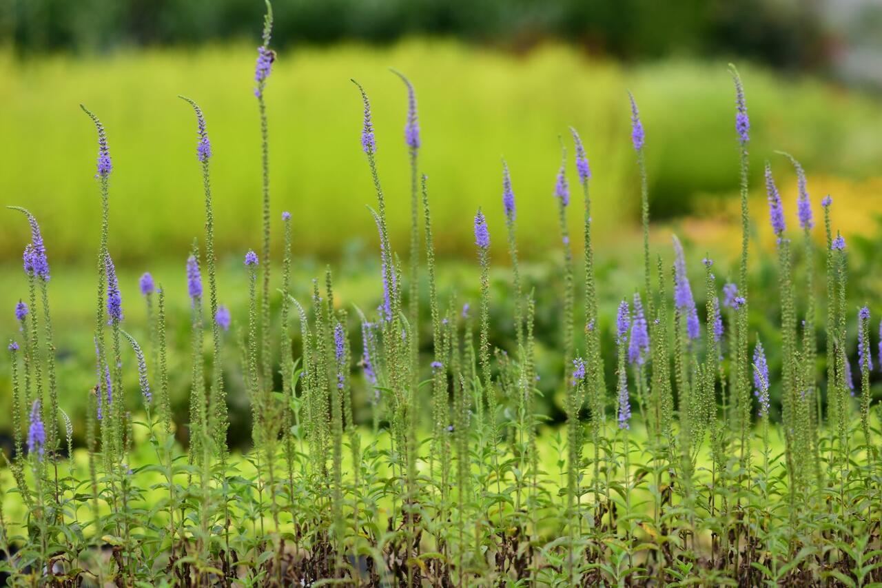 Rozrazil klasnatý 'Blue Explosion' - Veronica spicata 'Blue Explosion ...