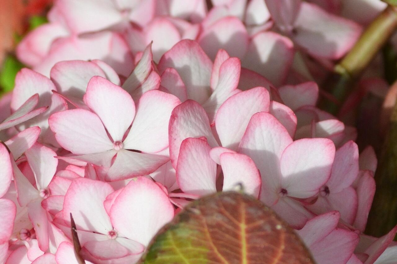 Hortenzie velkolistá 'Mirai' - Hydrangea macrophylla 'Mirai ...