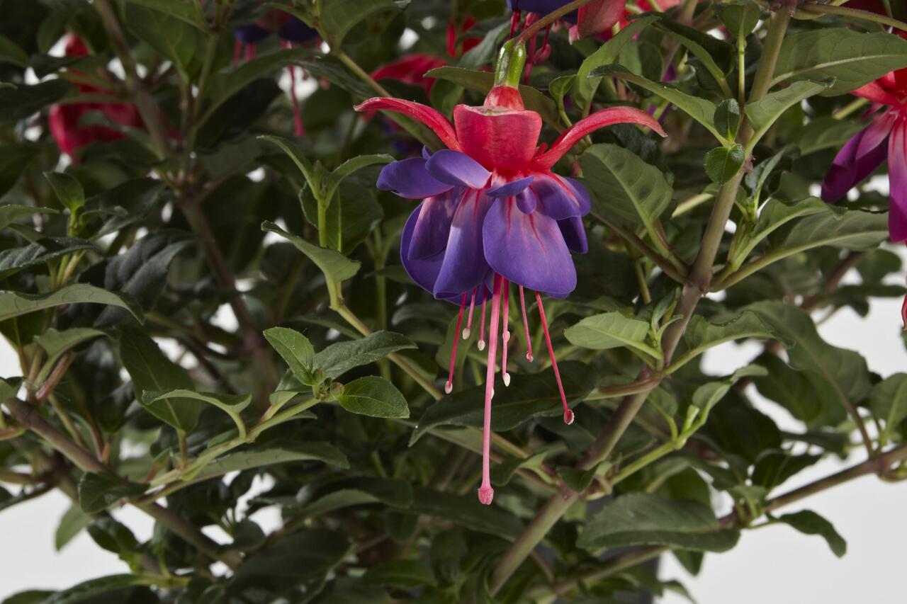 Fuchsie, čílko 'General Monk Rot-Blau' - Fuchsia hybrida 'General Monk ...