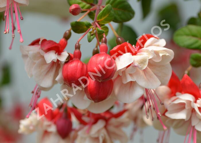 Čílko, fuchsie 'General Monk Rot-Weiss' - Fuchsia hybrida 'General Monk ...