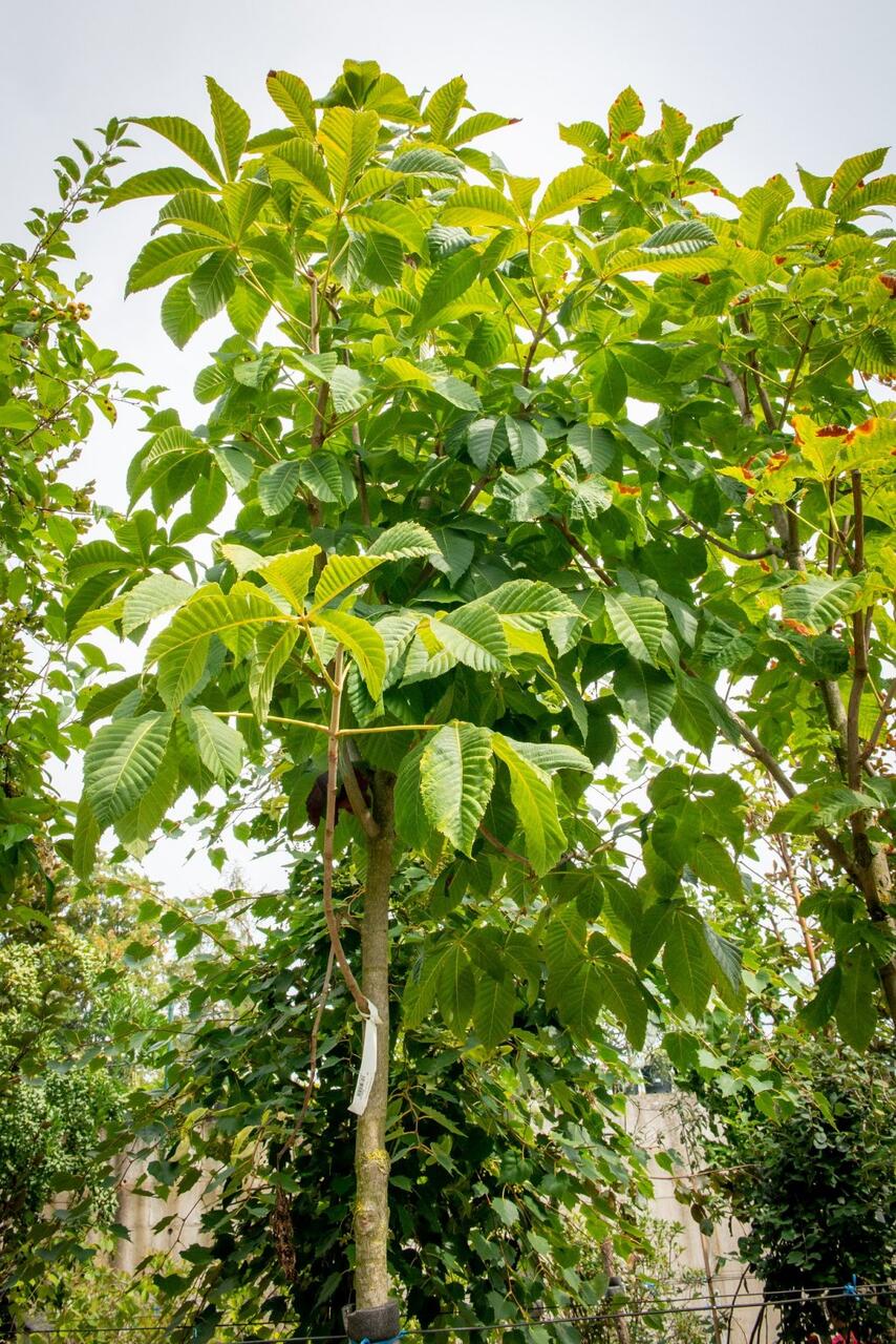 Jírovec maďal - Aesculus hippocastanum | Zahradnictví FLOS