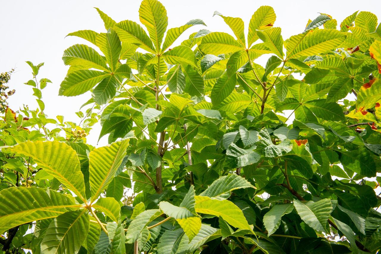 Jírovec maďal - Aesculus hippocastanum | Zahradnictví FLOS