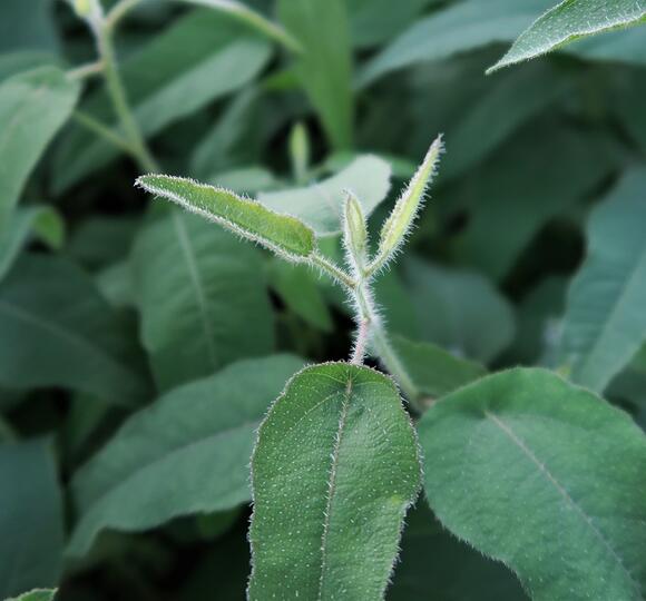 Routa vonná - Ruta graveolens | Zahradnictví FLOS