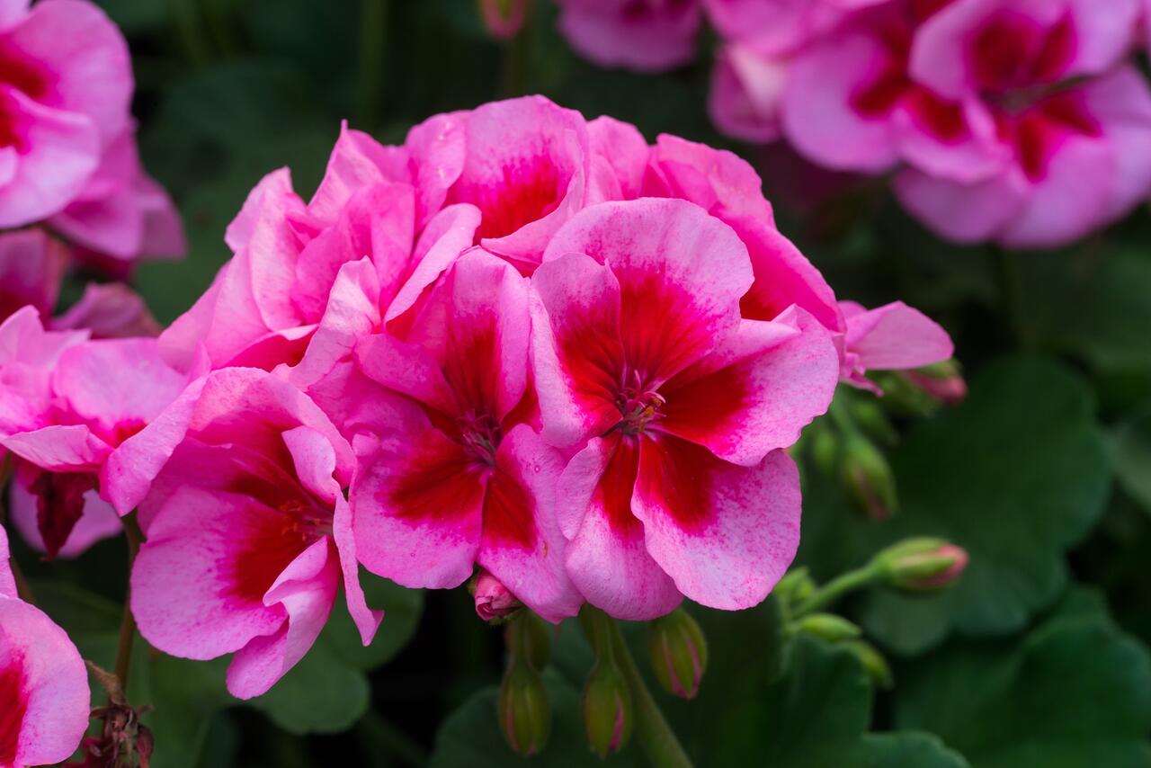 Muškát, pelargonie půdopokryvná 'Calliope Rose Splash' - Pelargonium ...