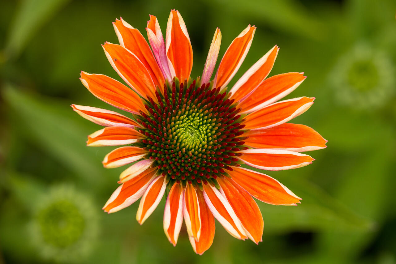 Třapatkovka nachová 'Papallo Classic Orange' - Echinacea purpurea ...