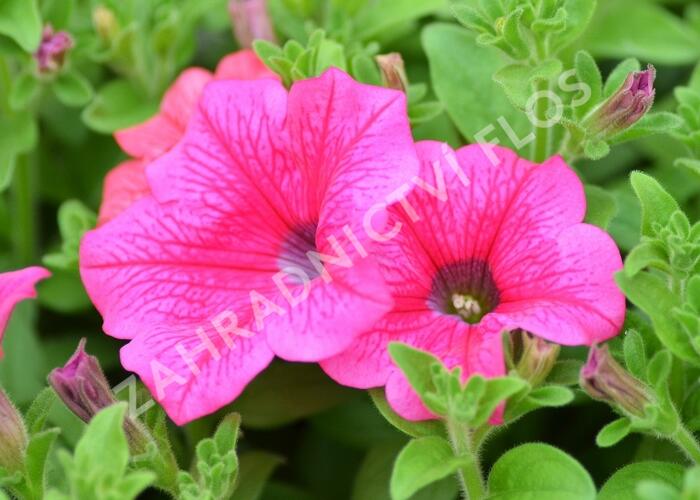 Petúnie 'Hot Pink' - Petunia hybrida Surfinia 'Hot Pink' | Zahradnictví ...