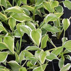 Bohyška 'Fragrant Dream' - Hosta 'Fragrant Dream' | Zahradnictví FLOS