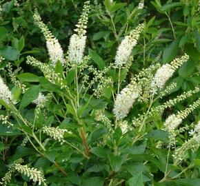 Čistec (discolor) - Stachys nivea (discolor) | Zahradnictví FLOS