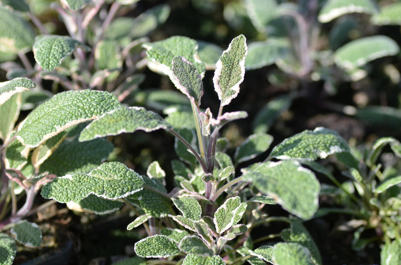 Šalvěj lékařská 'Silver Sabre' - Salvia officinalis 'Silver Sabre ...