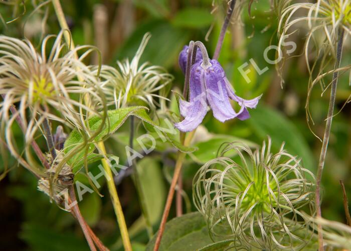 Plamének celolistý 'Blue Ribbons' - Clematis integrifolia 'Blue Ribbons ...