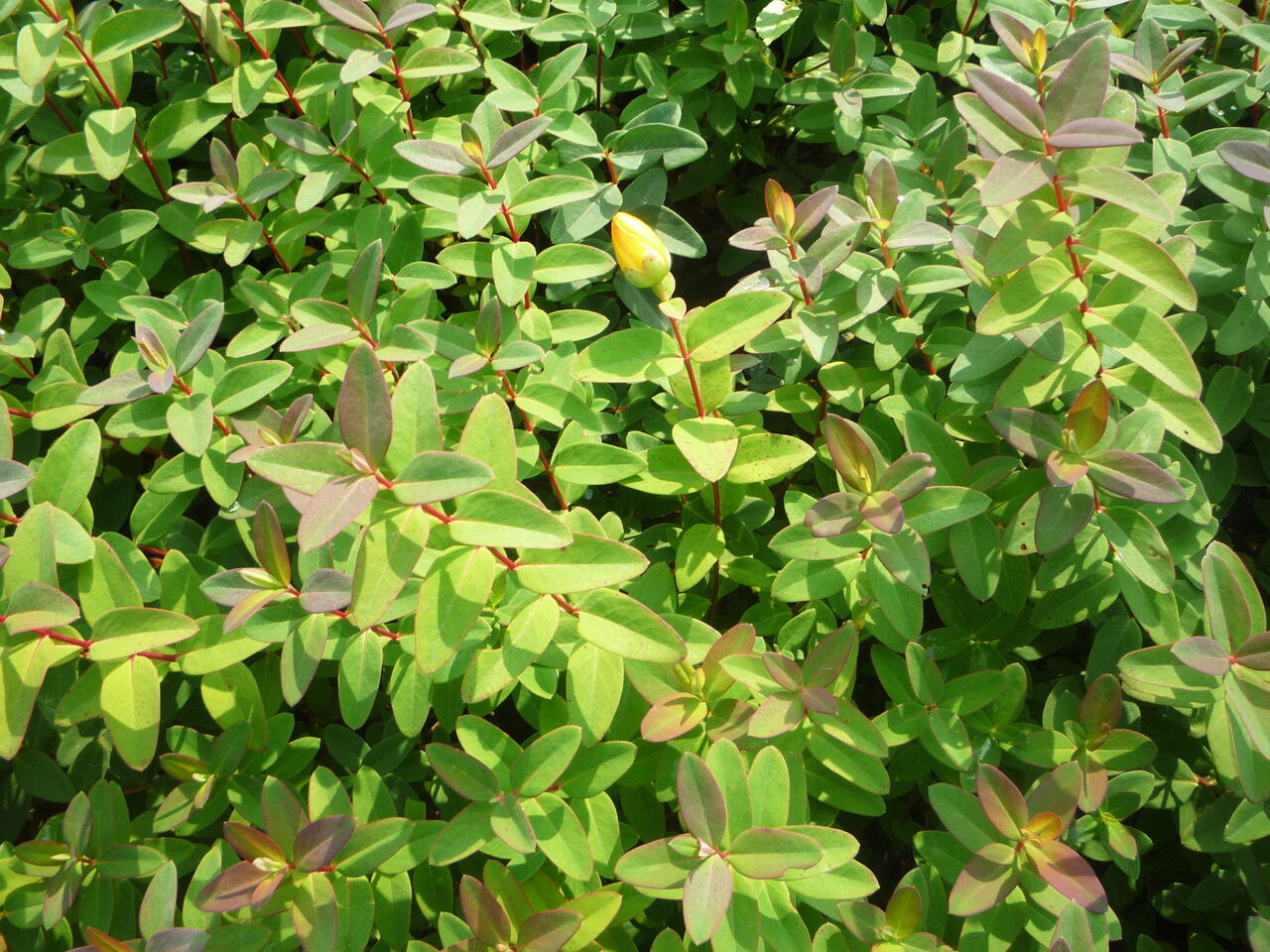 Třezalka 'Peter Dummer' - Hypericum dummeri 'Peter Dummer ...