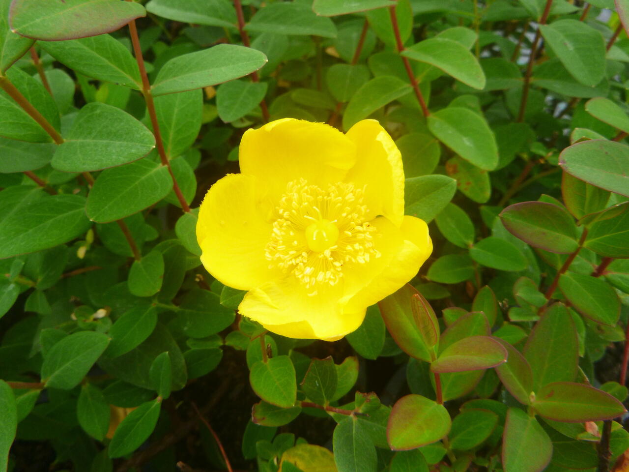 Třezalka 'Peter Dummer' - Hypericum dummeri 'Peter Dummer ...