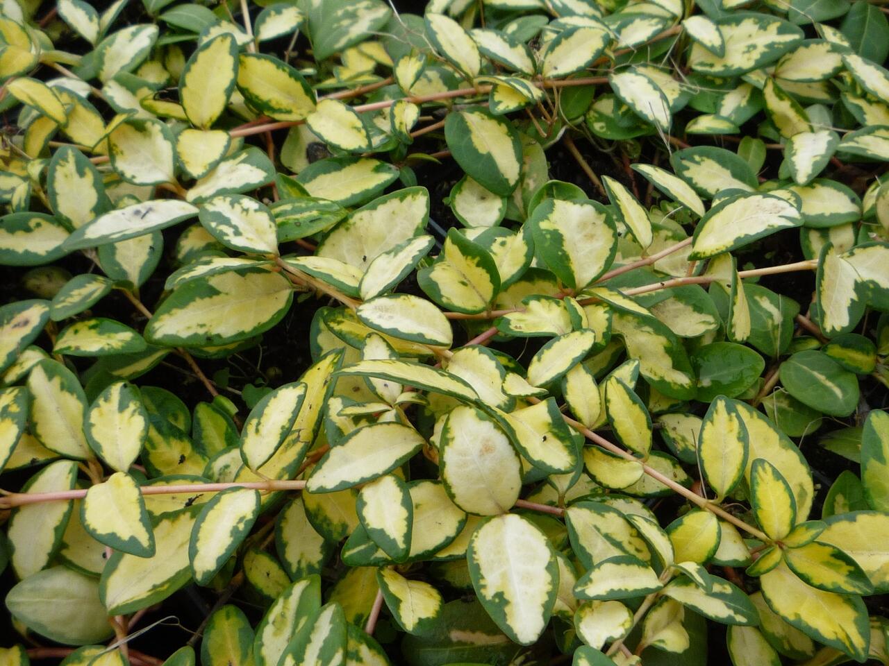 Barvínek větší 'Variegated Golden' - Vinca major 'Variegated Golden ...