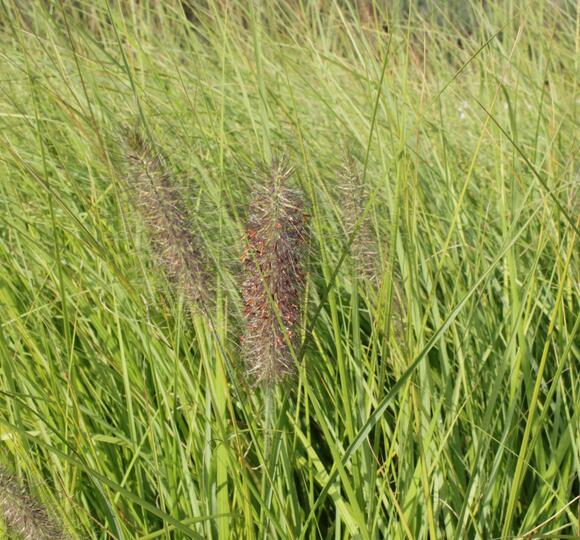Sazenice dochanu - pennisetum | Zahradnictví FLOS