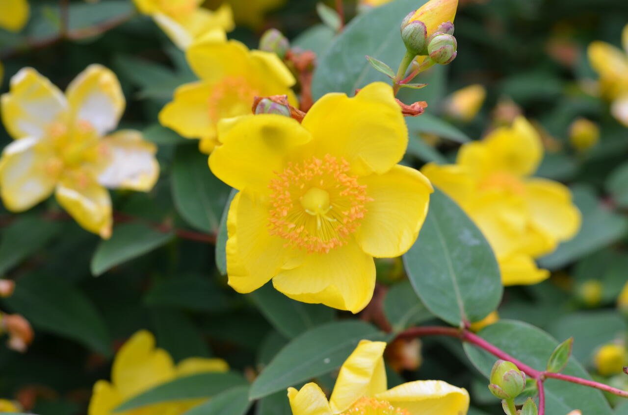 Třezalka 'Hidcote Gold' - Hypericum 'Hidcote Gold' | Zahradnictví FLOS