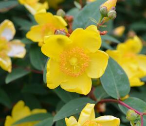 Třezalka nevonná 'Elstead' - Hypericum inodorum 'Elstead ...