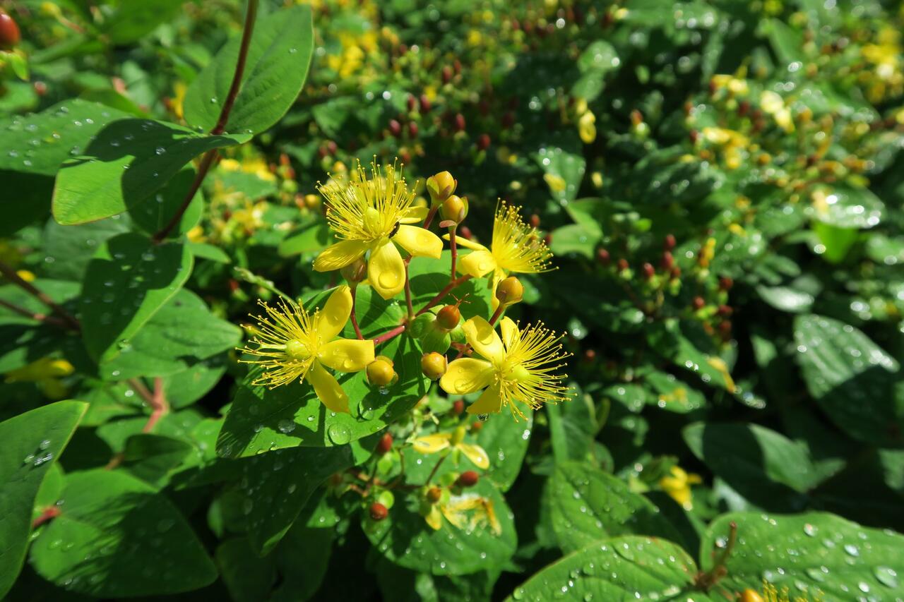 Třezalka nevonná 'Rheingold' - Hypericum inodorum 'Rheingold ...