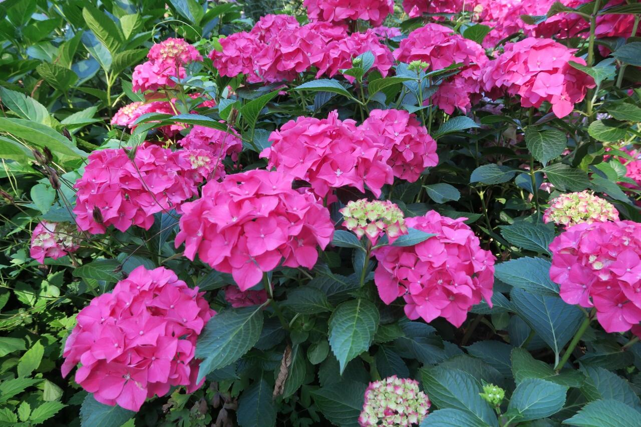 Hortenzie velkolistá 'Alpenglühen' - Hydrangea macrophylla 'Alpenglühen ...