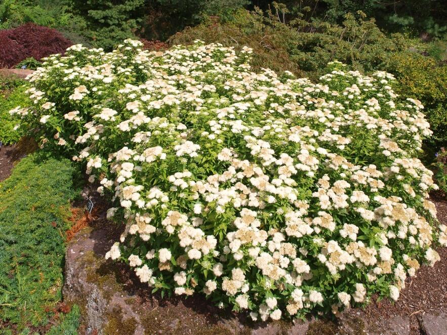 Tavolník japonský 'Albiflora' - Spiraea japonica 'Albiflora ...