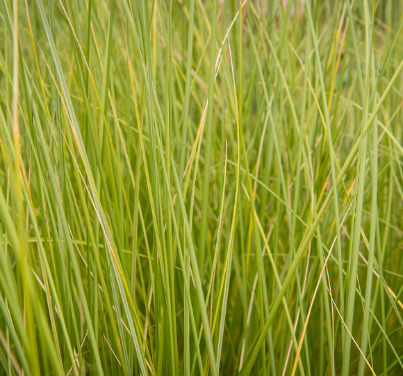 Lipnice luční - Poa pratensis | Zahradnictví FLOS