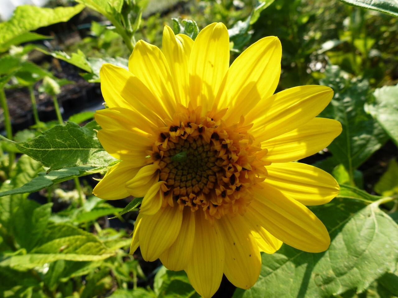 Slunečnice 'Capenoch Star' - Helianthus decapetalus 'Capenoch Star ...